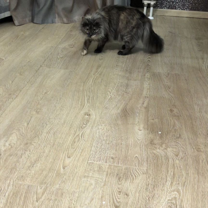 Сибирская кошка