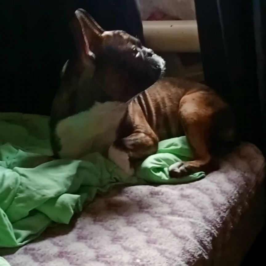 Продаю французского бульдога