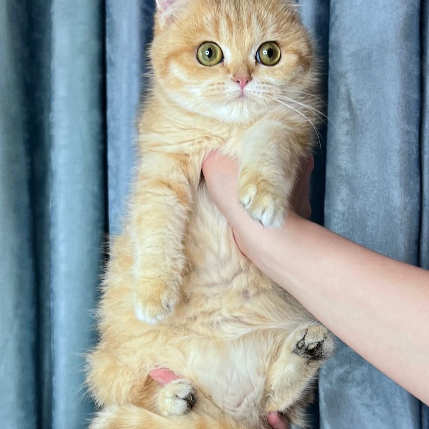 Британская кошечка золотая шиншилла