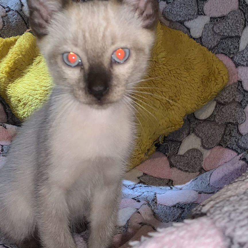 Котенок гафф 3 месяца