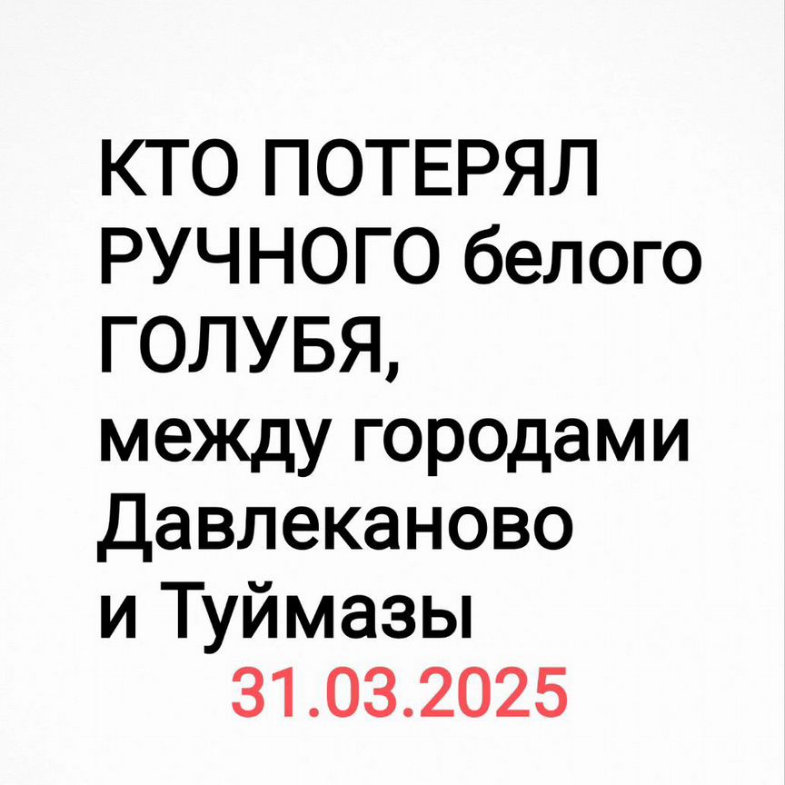 Кто потерял голубя ручного белого.Давлеканово