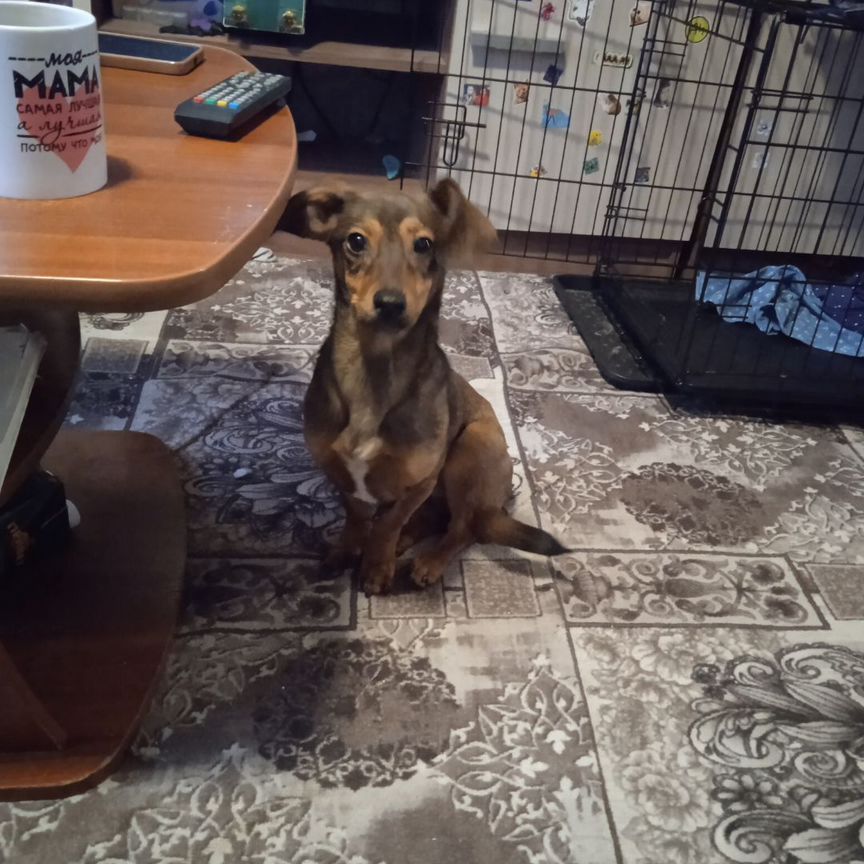 Щенок в добрые руки мальчик