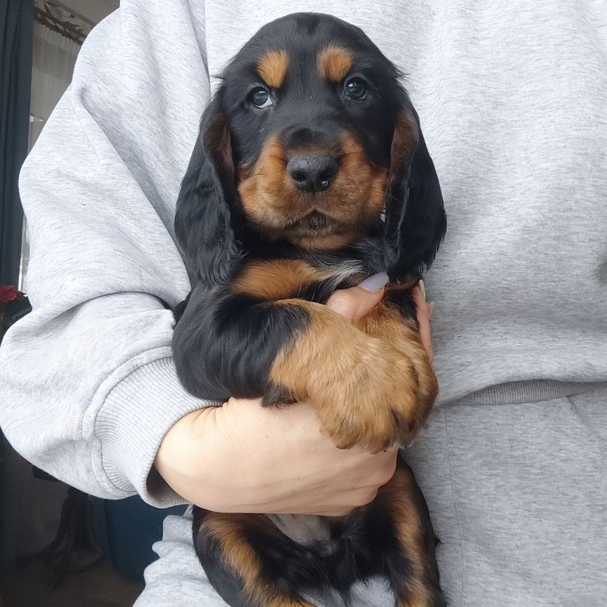 Русский охотничий спаниель, щенок