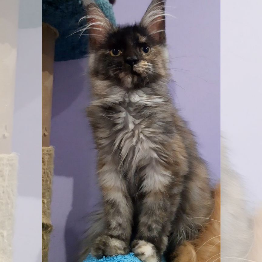 Дженни котёнок мейн кун