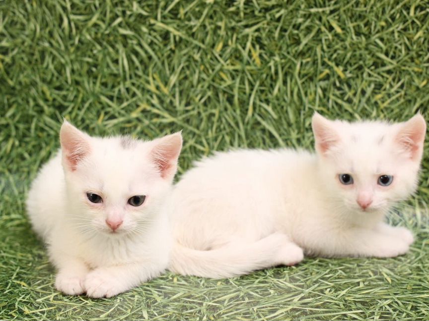 Турецкая ангора