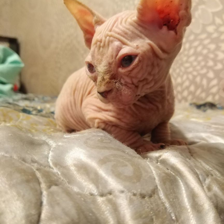 Канадский сфинкс