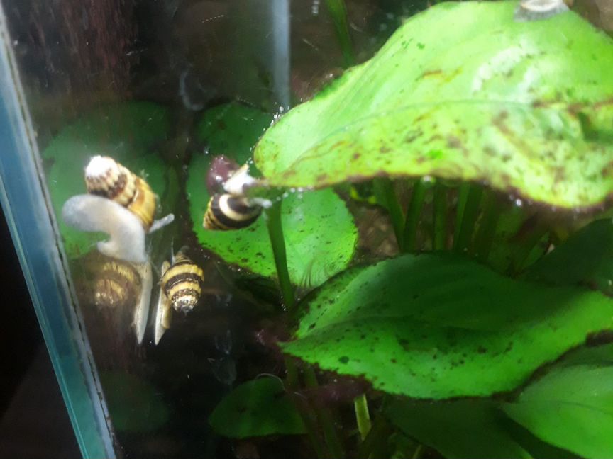 Улитка Хилена (хищная)