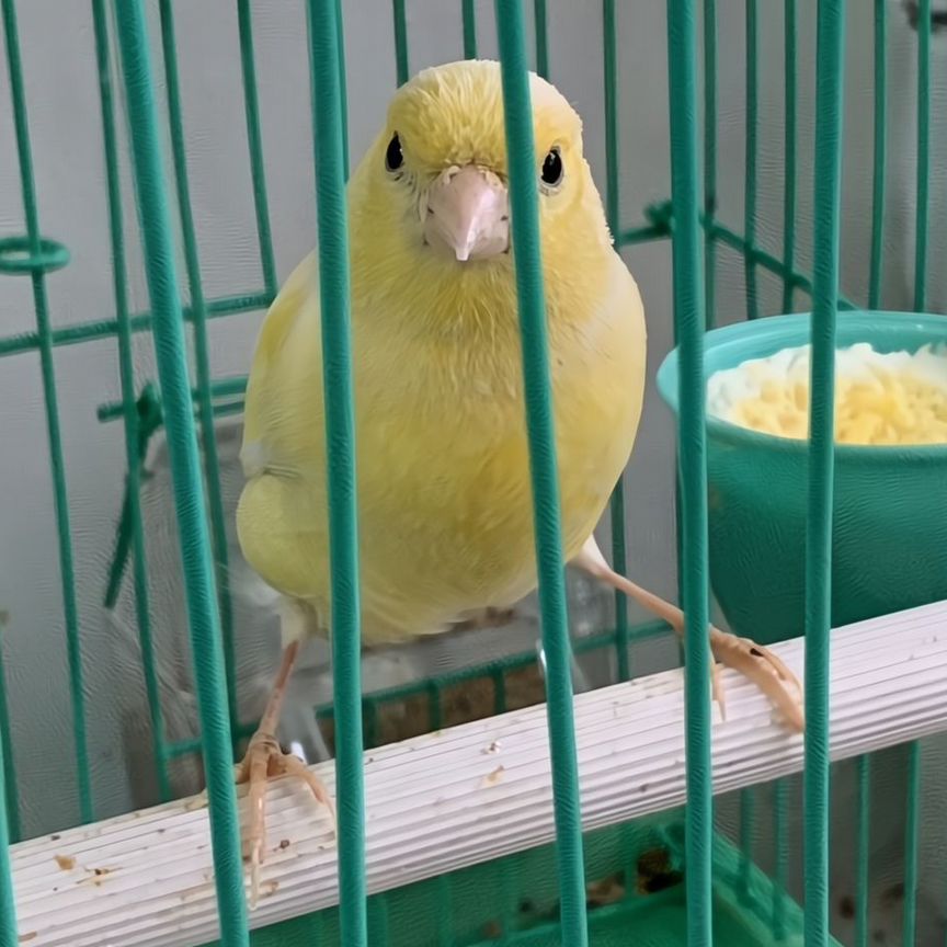 Канарейка самка