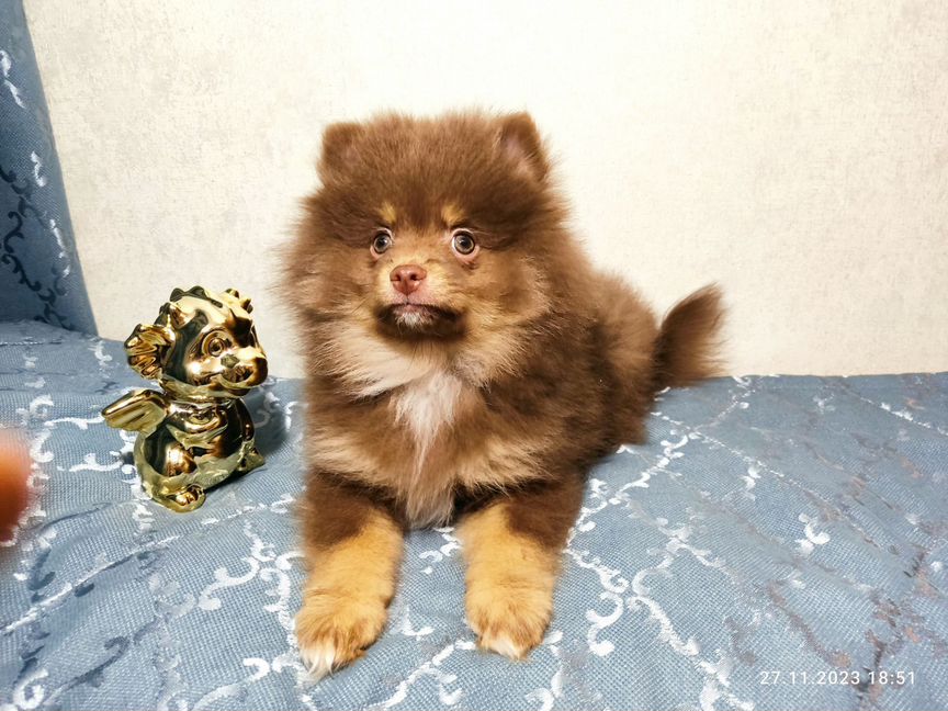 Щенки шпица