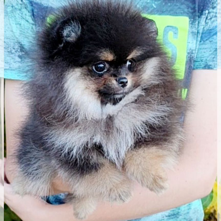 Померанский шпиц, щенок