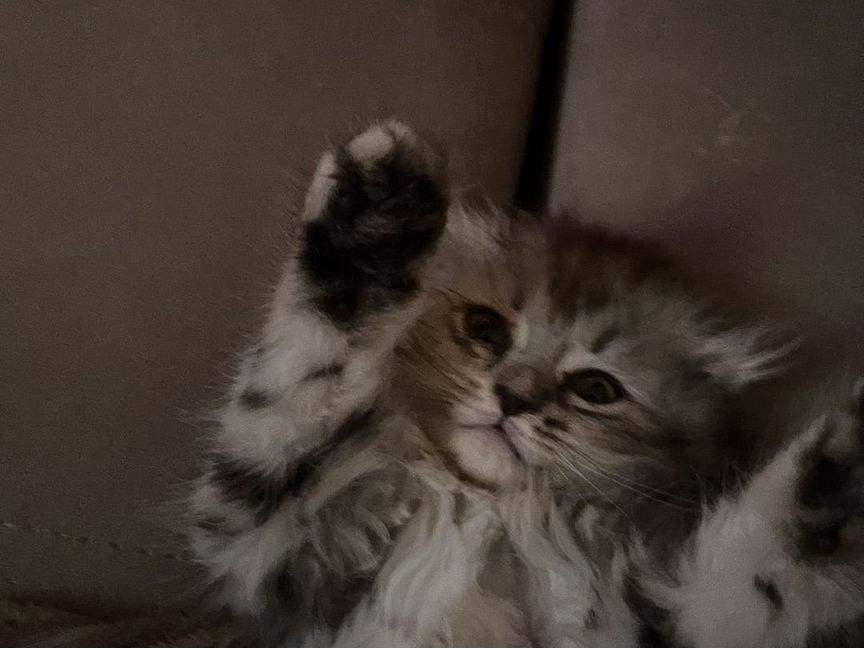 Шотландский вислоухий котенок