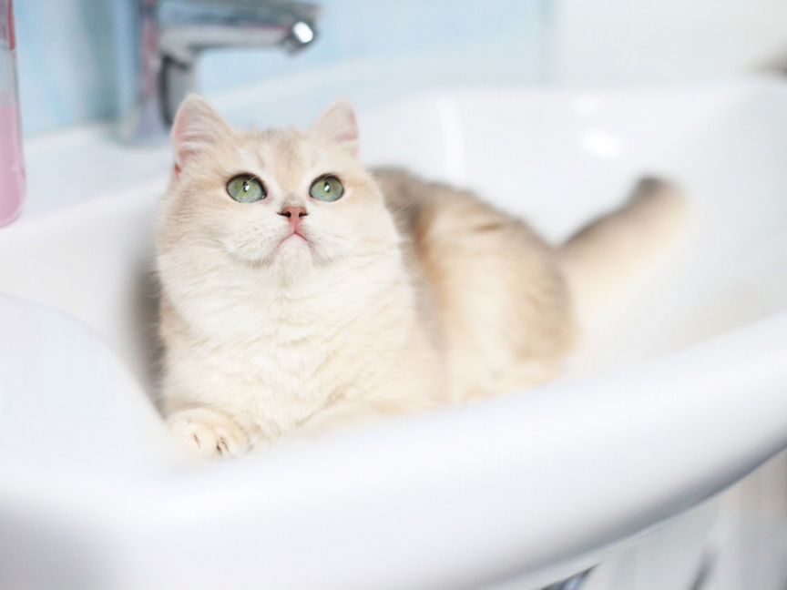 Британская золотая шиншилла