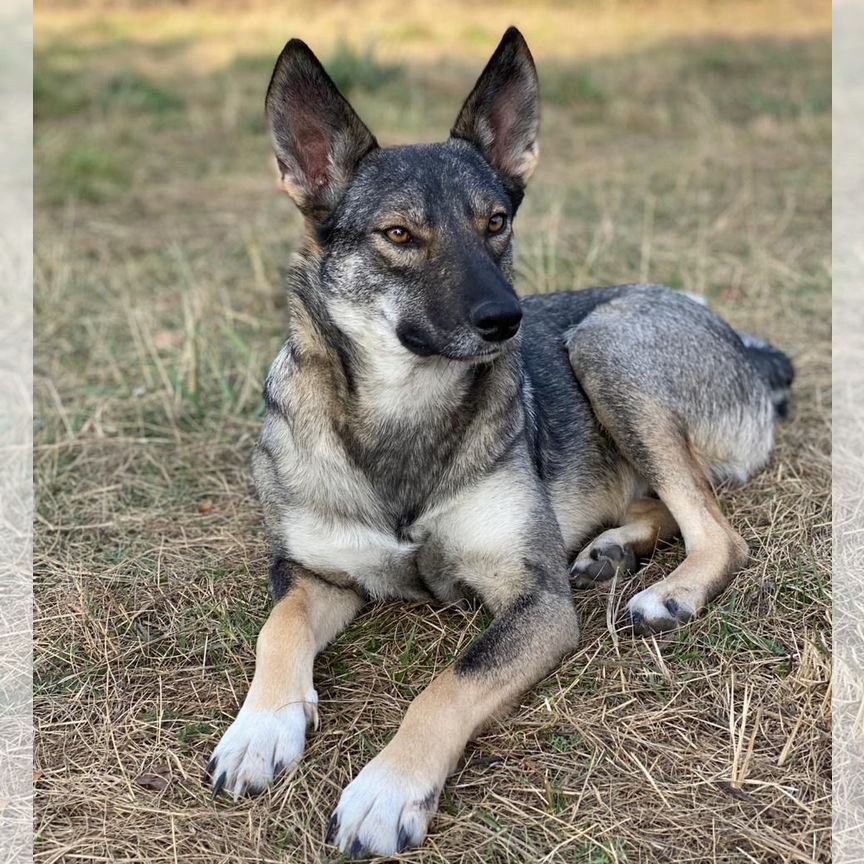 Собака, очарователтная Сони