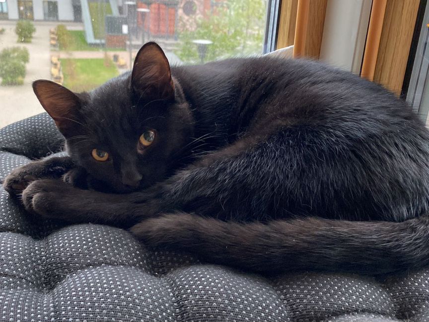 Котёнок ищет дом