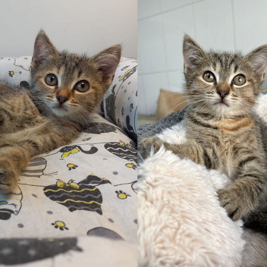Котята