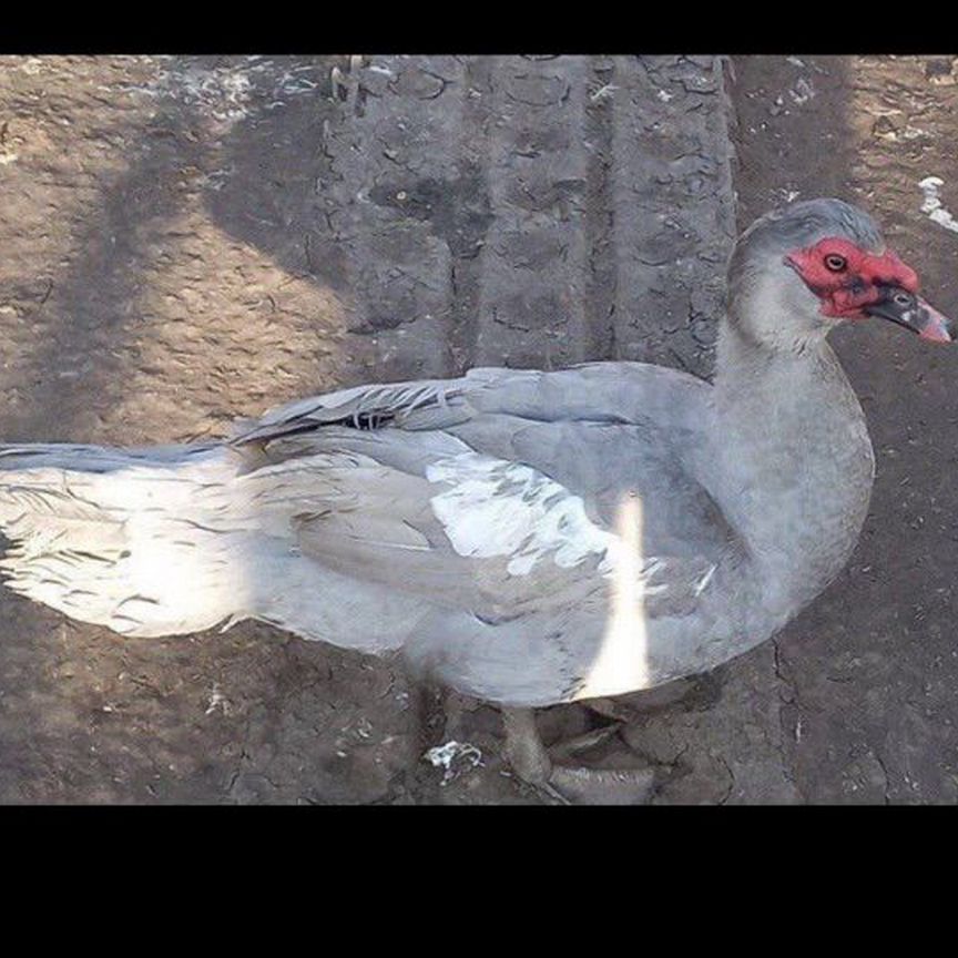 Мускусные утки лаванда