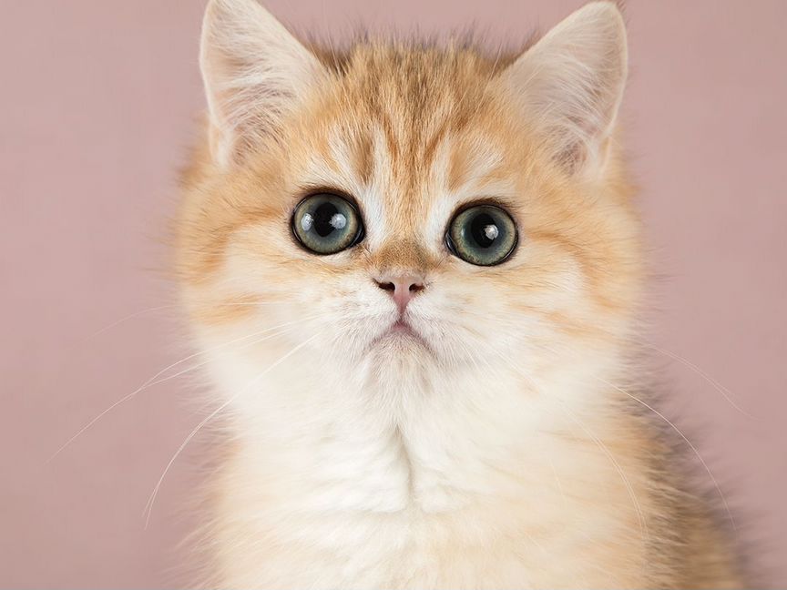 Девочка британская золотой вискас