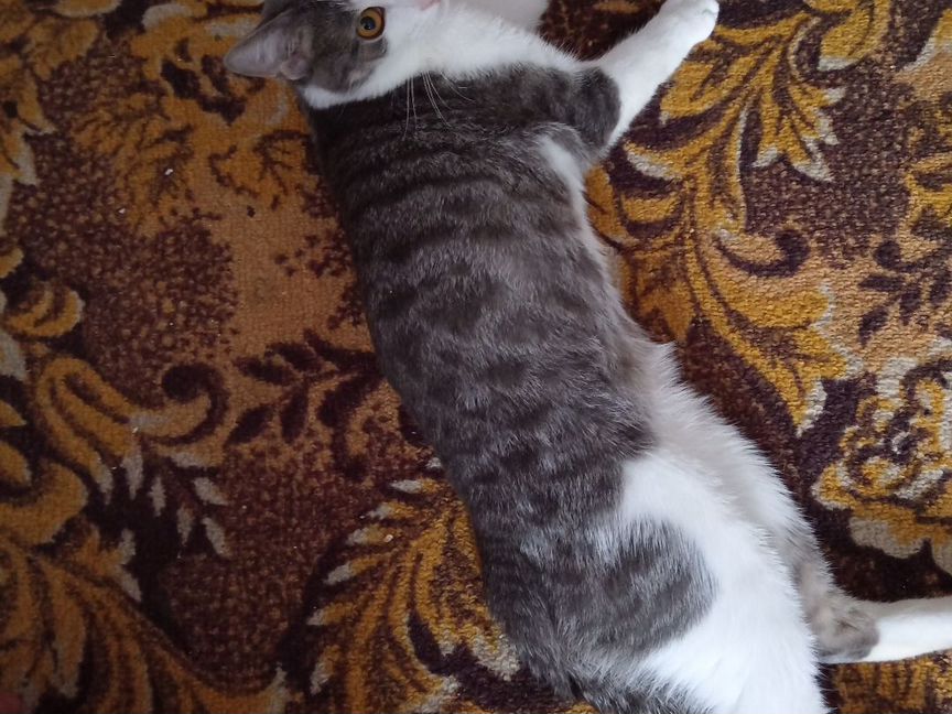 Котик в добрые руки