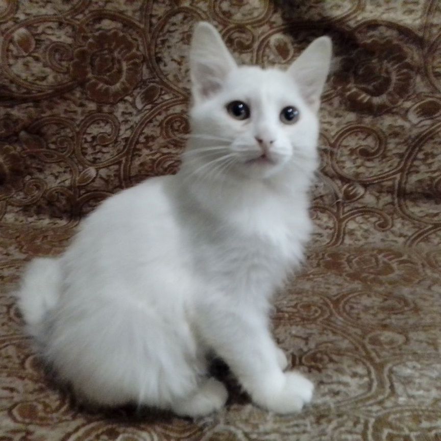 Котик 3 месяца отдается в добрые руки