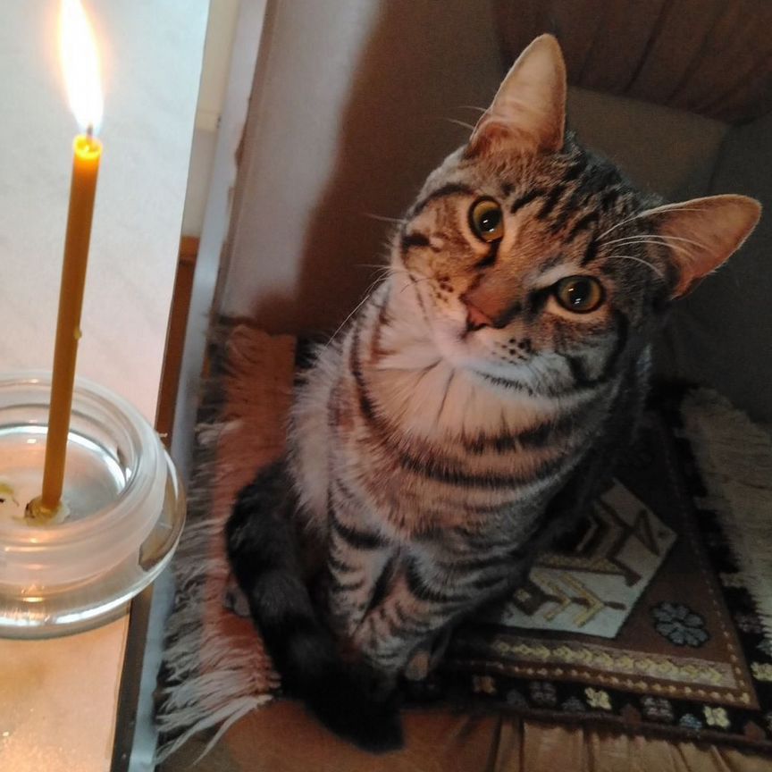 Котёнок в добрые руки