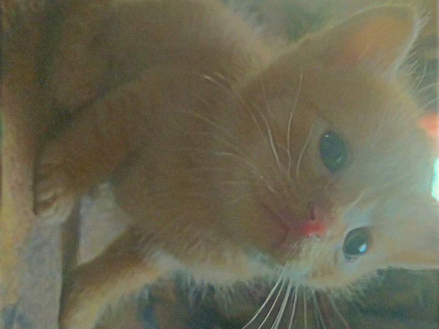 Отдам котенка в добрые руки рыжие и серые