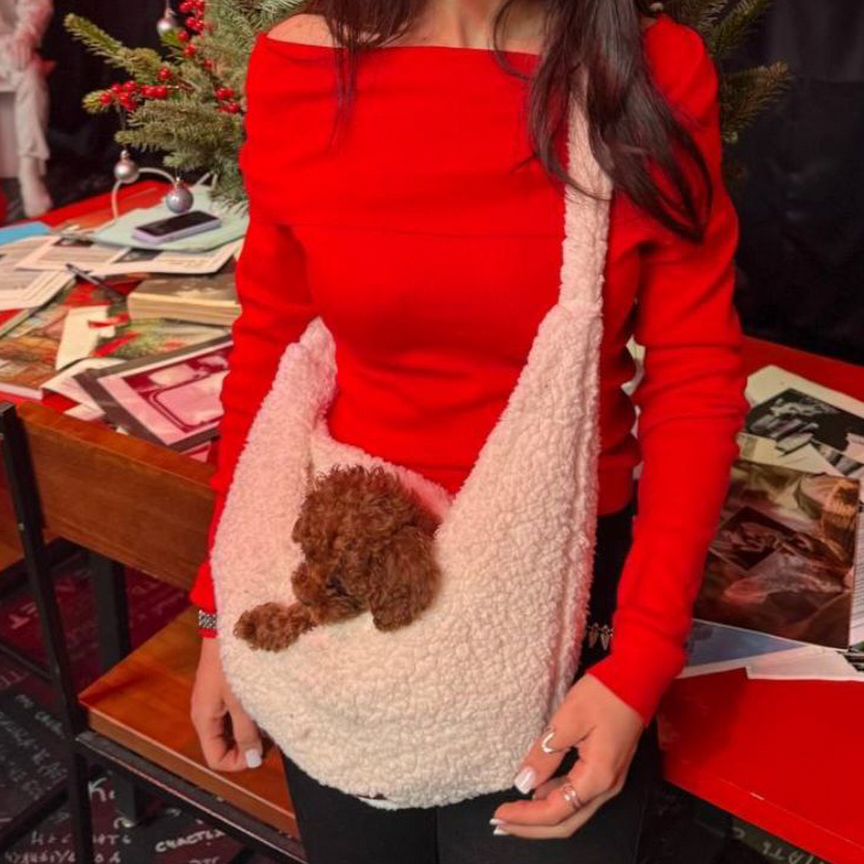 Той-пудель, щенок