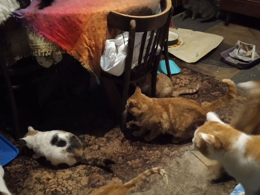 Разные кошечки
