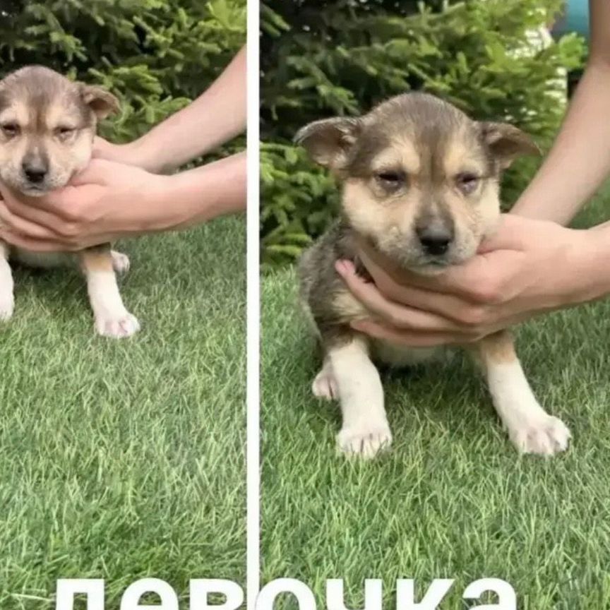 Щенок в добрые руки