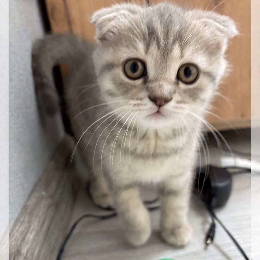Шотландские вислоухие котята серые