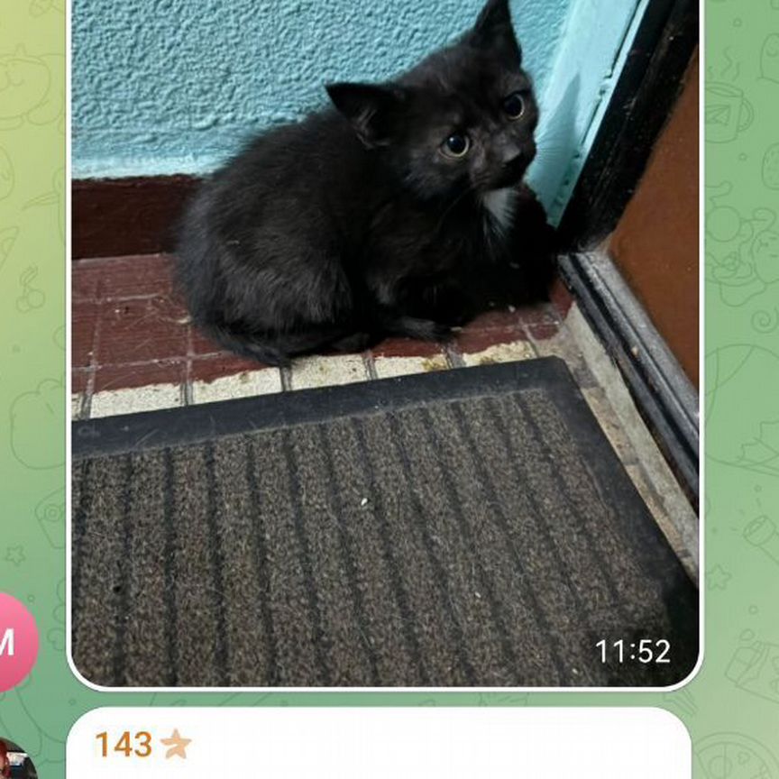 Пристройство кошек