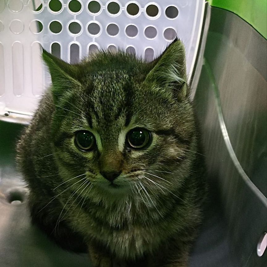 Шпротный котенок