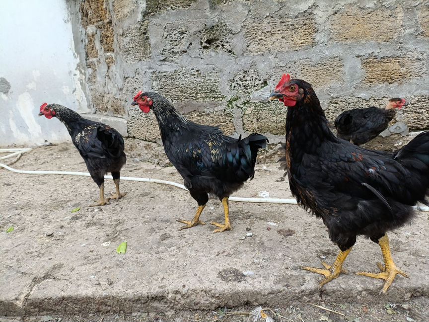 Петухи домашние 3 месяца