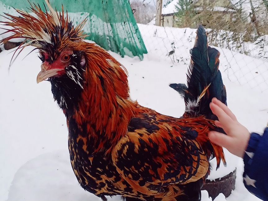 Куры и петухи Повловской породы