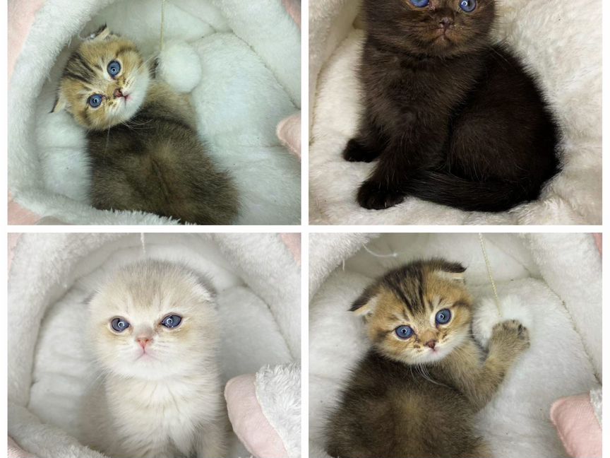Роскошные вислоухие шотландские котята