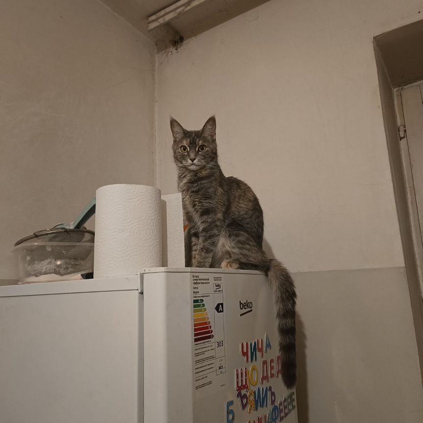 Кошка в добрые руки
