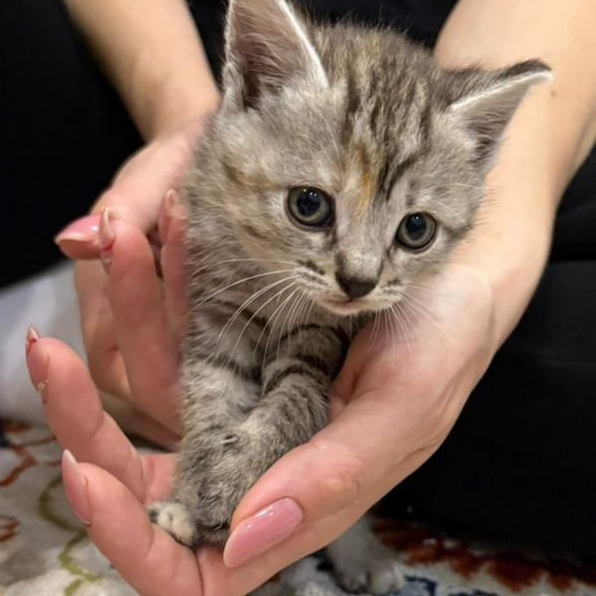 Котята в добрые руки бесплатно