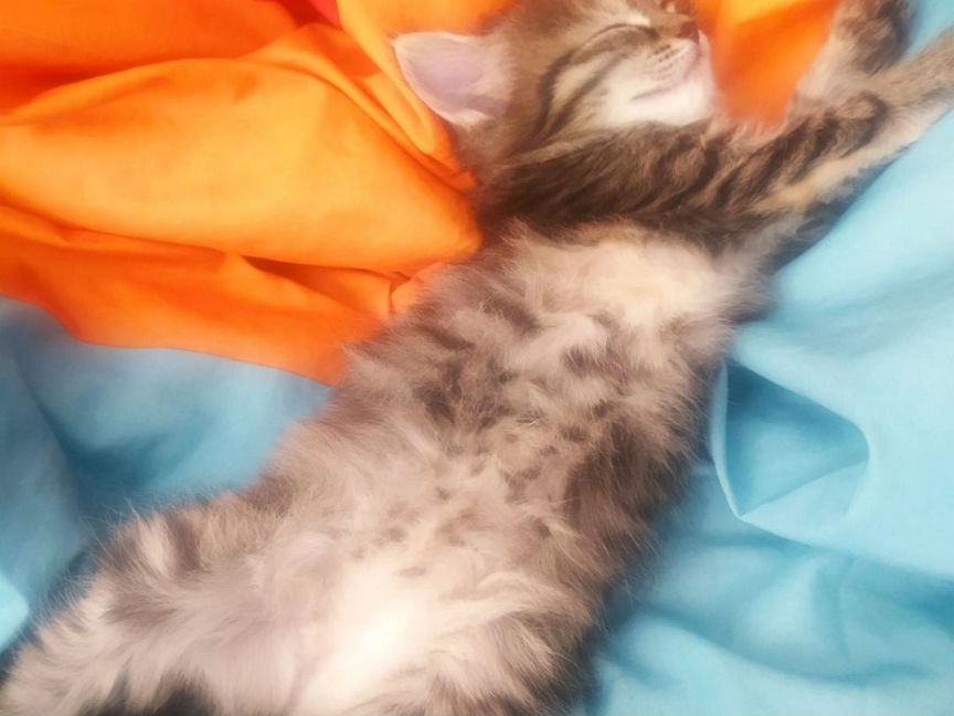 Котёнок в добрые руки бесплатно