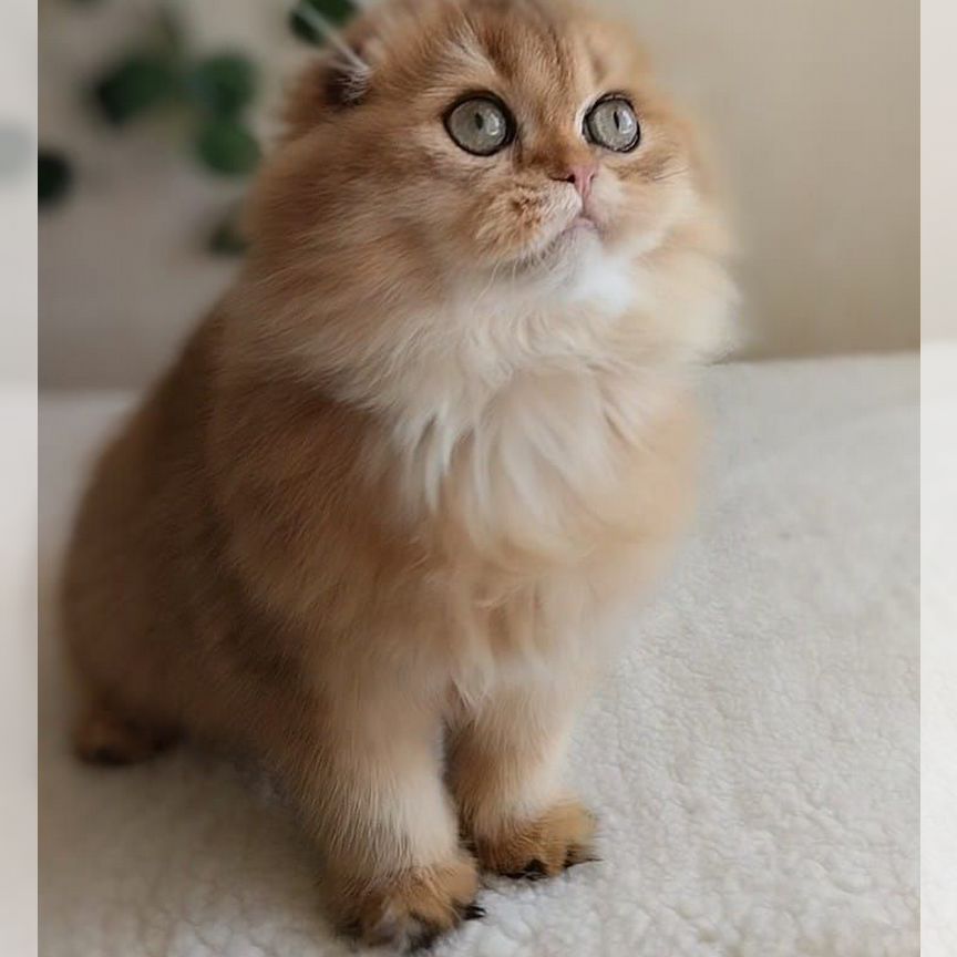 Вислоухая золотая кошка