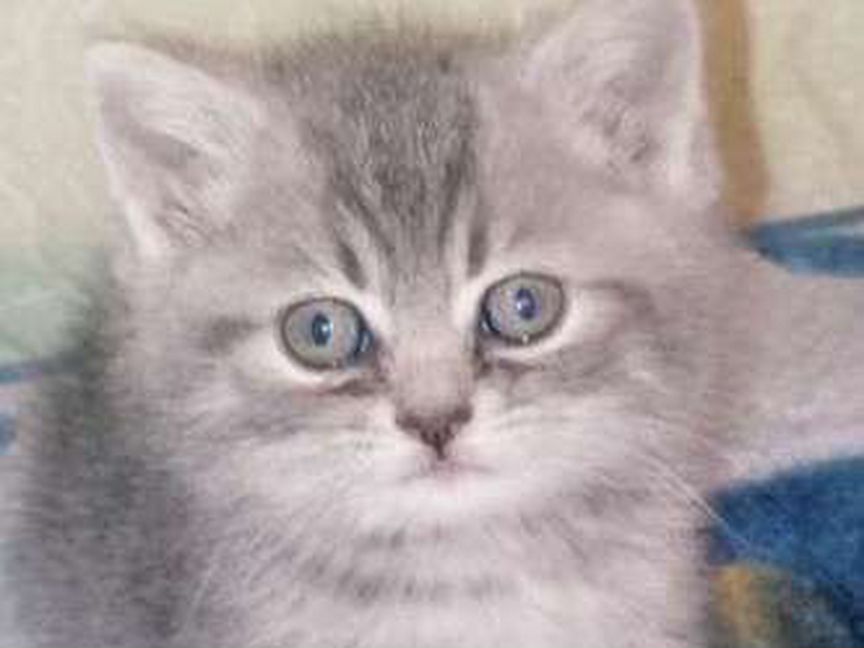 Британская