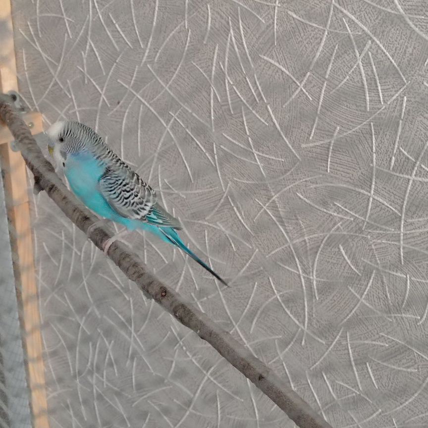 Волнистый попугай с клеткой мальчик