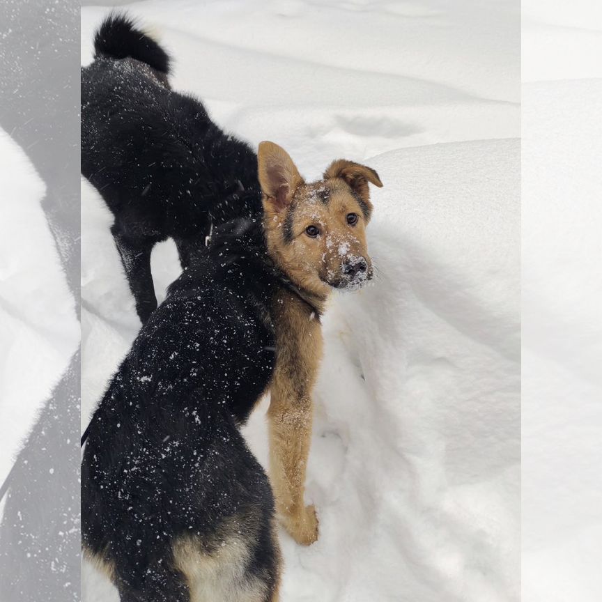 Щенок в добрые руки