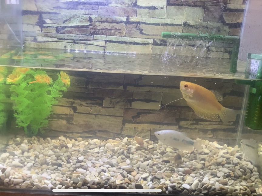 Аквариум с рыбами