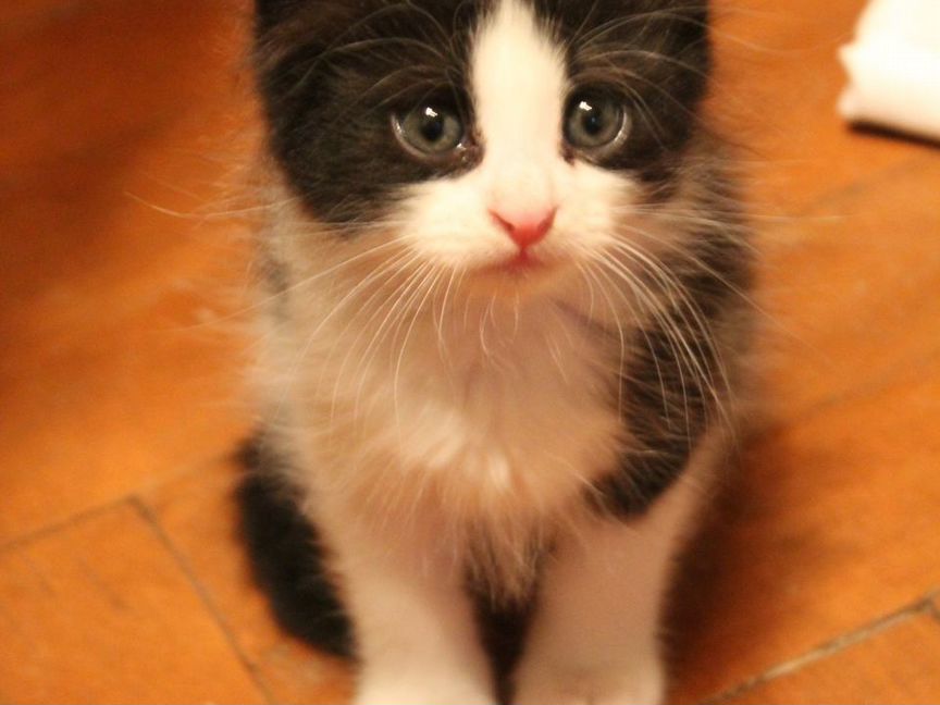 Котенок-мальчик в поисках семьи