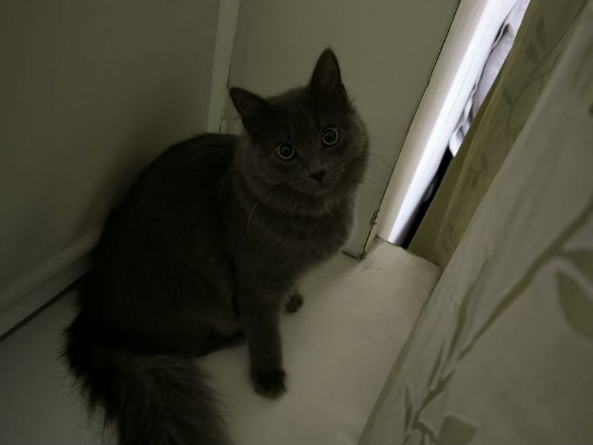 Кошка Марфа