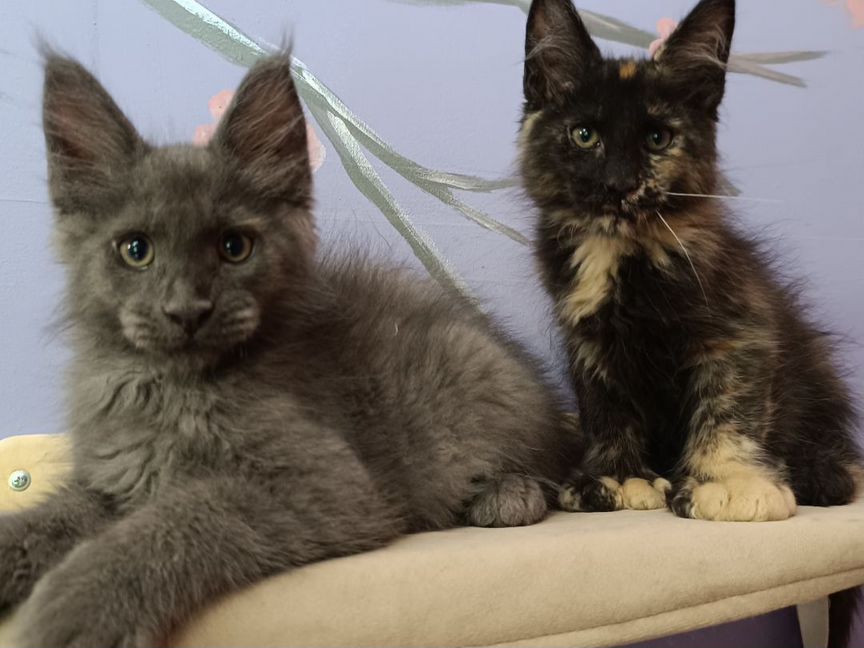 Мейн-кун мальчик и девочка