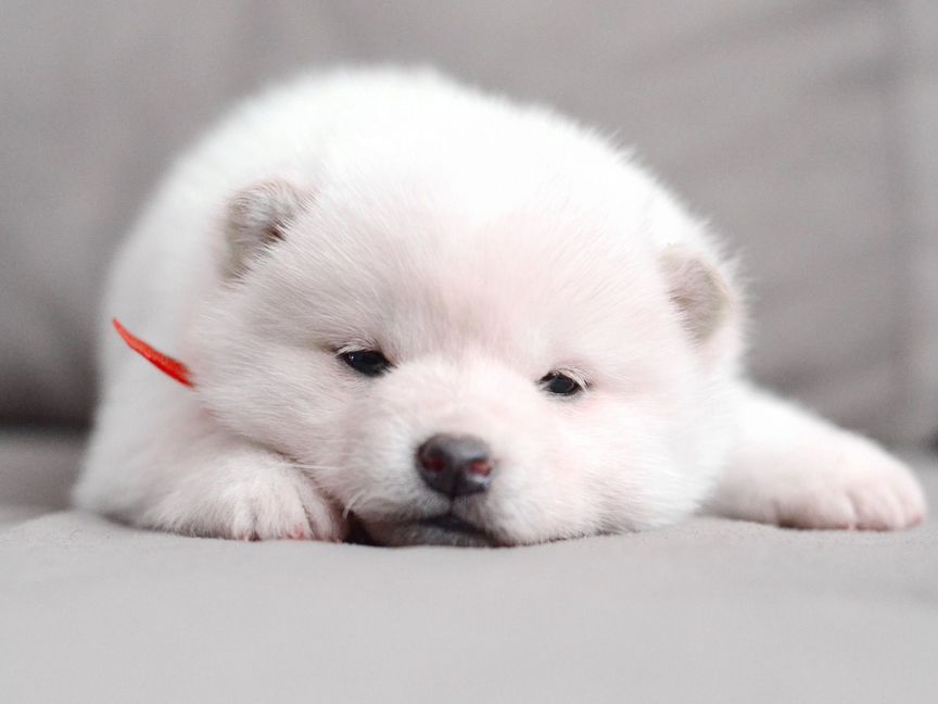 Акита сиба ину белые