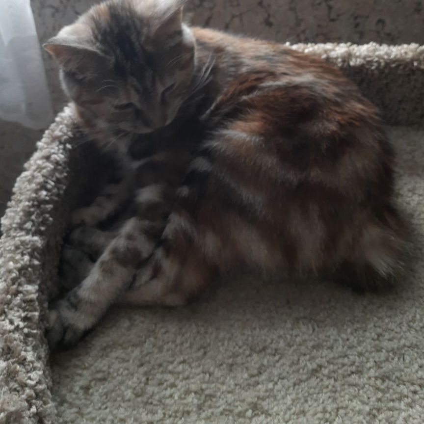 Курильский бобтейл короткошёрстный котёнок