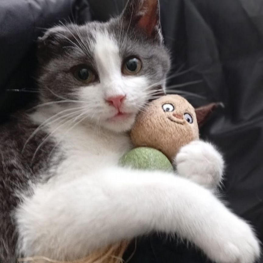 Котенок в добрые руки бесплатно