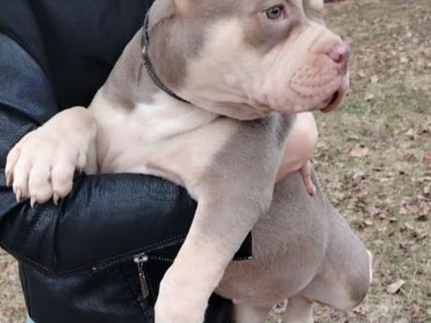 Американский булли