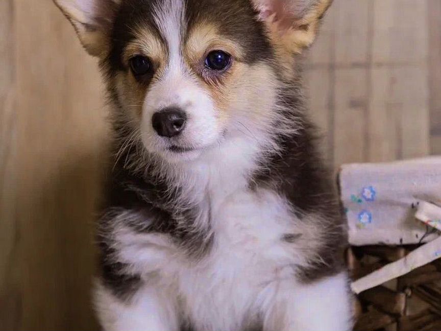 Девочка Вельш Корги Пемброк